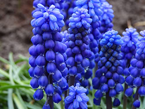 Complete Spring Flower Garden | 50 Fresh Bulbs | Bloom All Spring and Summer, Easy to Grow Flower Bulb, Indoor/Outdoor - Ships from Iowa, USA