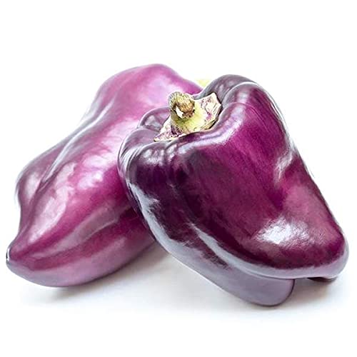 Sweet Lilac Purple Bell Pepper Seeds for Planting, 50+ Heirloom Seeds Per Packet, (Isla's Garden Seeds), Non GMO Seeds, Scientific Name: Capsicum annuum, Great Home Garden Gift