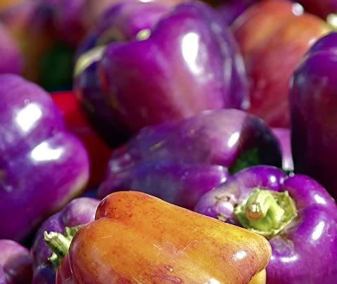 Sweet Lilac Purple Bell Pepper Seeds for Planting, 50+ Heirloom Seeds Per Packet, (Isla's Garden Seeds), Non GMO Seeds, Scientific Name: Capsicum annuum, Great Home Garden Gift