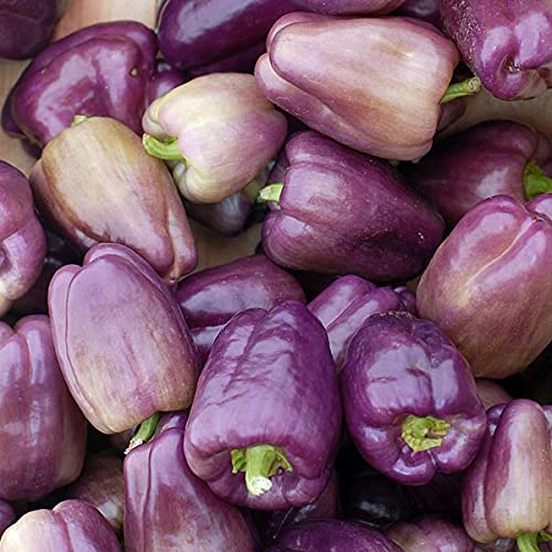Sweet Lilac Purple Bell Pepper Seeds for Planting, 50+ Heirloom Seeds Per Packet, (Isla's Garden Seeds), Non GMO Seeds, Scientific Name: Capsicum annuum, Great Home Garden Gift