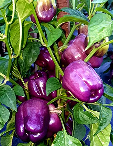 Sweet Lilac Purple Bell Pepper Seeds for Planting, 50+ Heirloom Seeds Per Packet, (Isla's Garden Seeds), Non GMO Seeds, Scientific Name: Capsicum annuum, Great Home Garden Gift