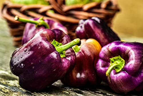 Sweet Lilac Purple Bell Pepper Seeds for Planting, 50+ Heirloom Seeds Per Packet, (Isla's Garden Seeds), Non GMO Seeds, Scientific Name: Capsicum annuum, Great Home Garden Gift
