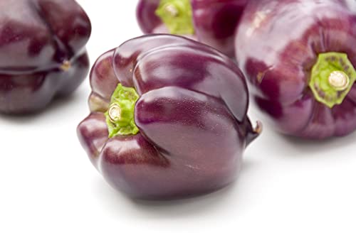 Sweet Lilac Purple Bell Pepper Seeds for Planting, 50+ Heirloom Seeds Per Packet, (Isla's Garden Seeds), Non GMO Seeds, Scientific Name: Capsicum annuum, Great Home Garden Gift