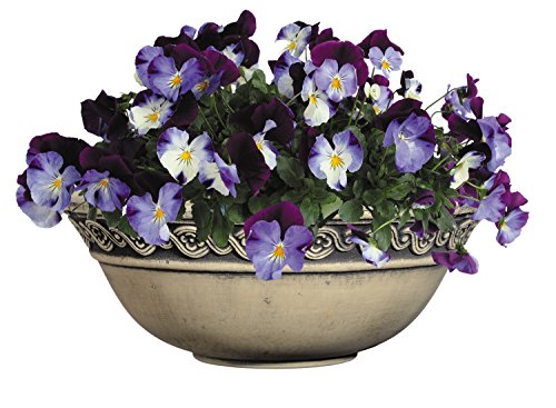 Classic Home and Garden Corinthian Bowl 12" Planter, Cast Concrete