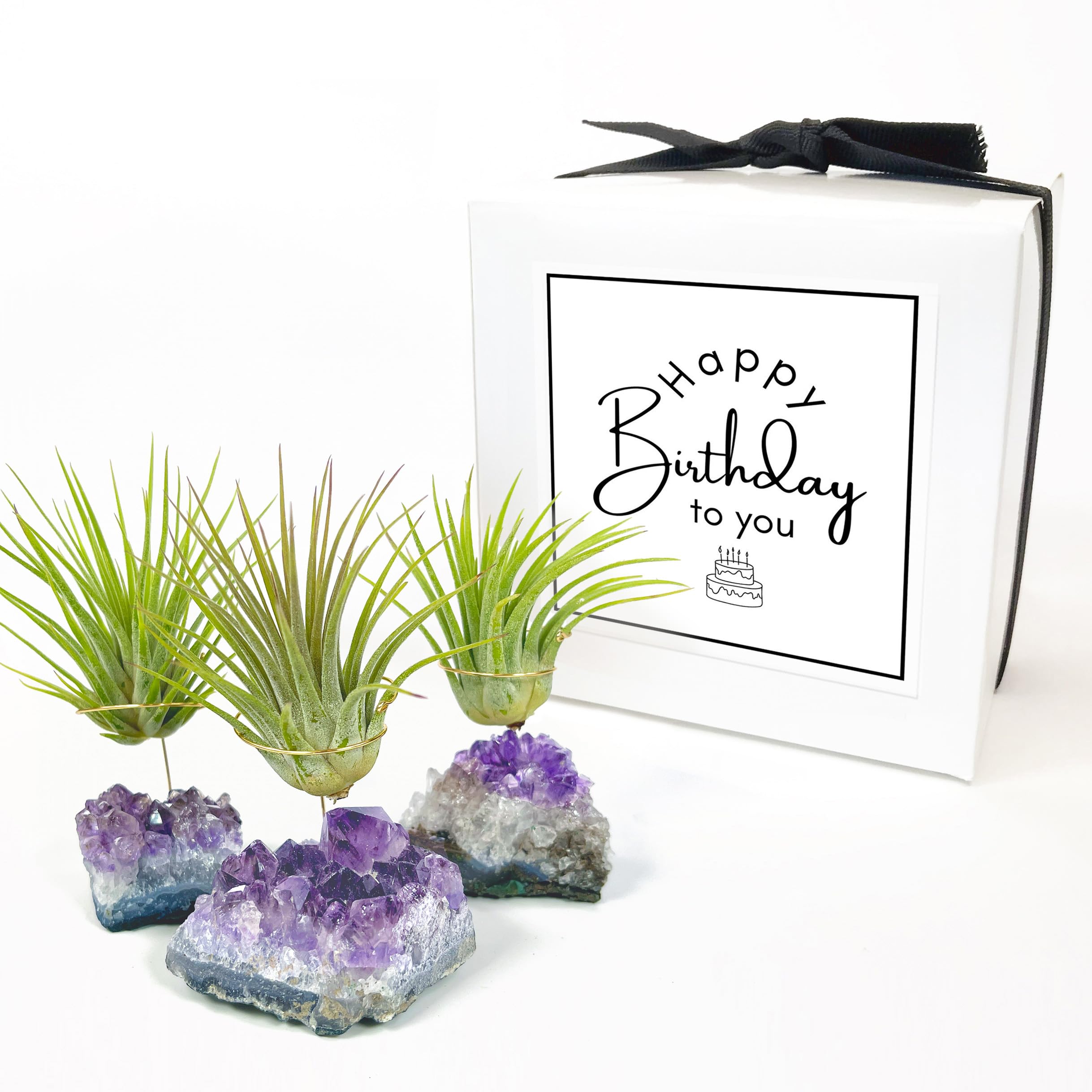 Set of 3 Small Amethyst Crystal Air Plant Holder Includes live Air Plant and Happy Birthday to You Gift Box
