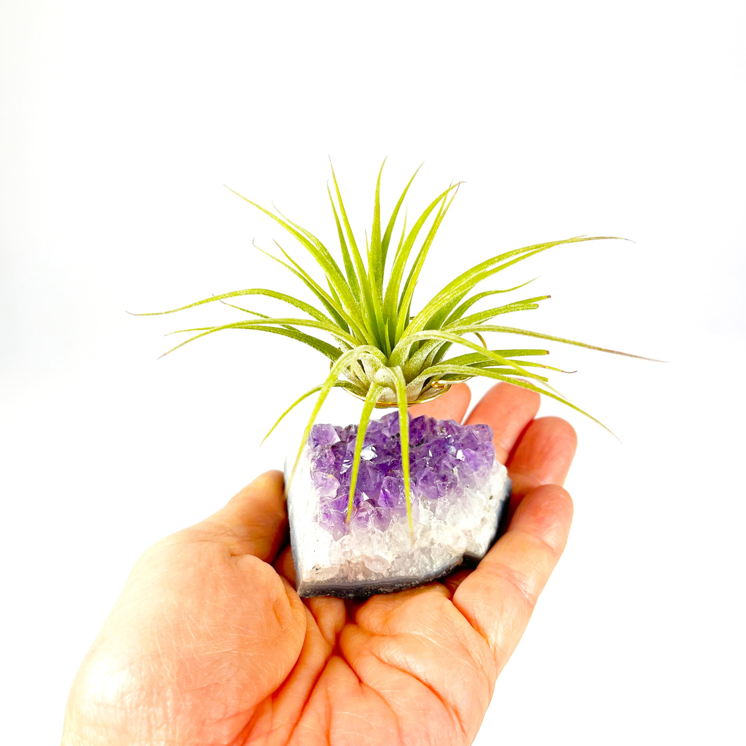 Set of 3 Small Amethyst Crystal Air Plant Holder Includes live Air Plant and Happy Birthday to You Gift Box