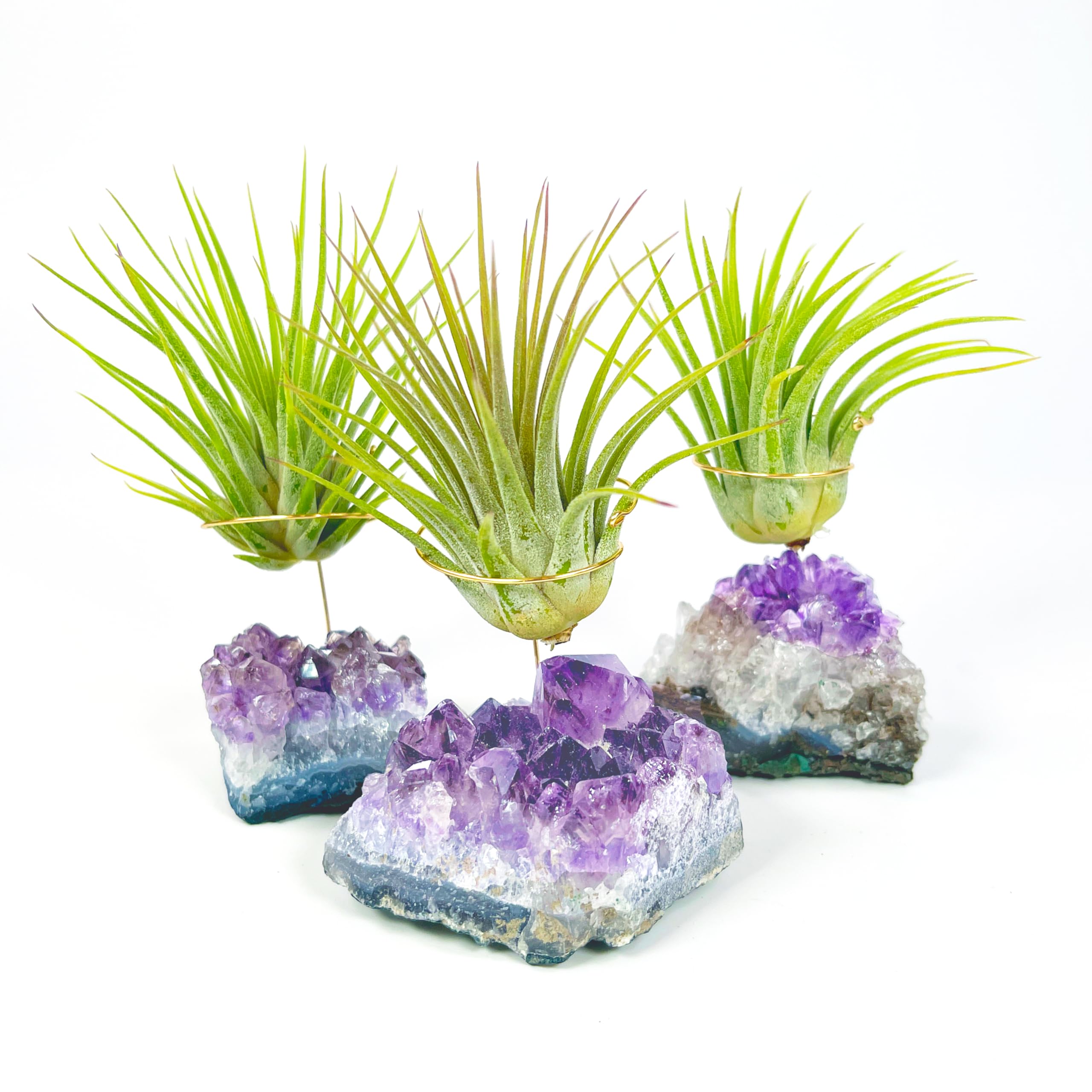 Set of 3 Small Amethyst Crystal Air Plant Holder Includes live Air Plant and Happy Birthday to You Gift Box