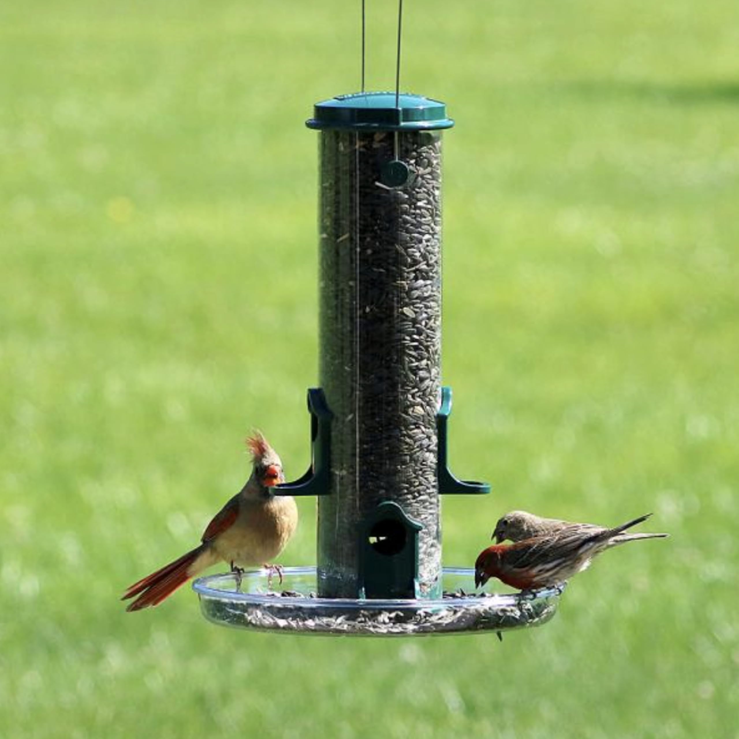 Backyard Essentials Plastic Bird Seed Tray Add-on Accessory - Compatible ONLY with Backyard Essentials Tube Bird Feeders - Screw-On Catcher Tray and Perch