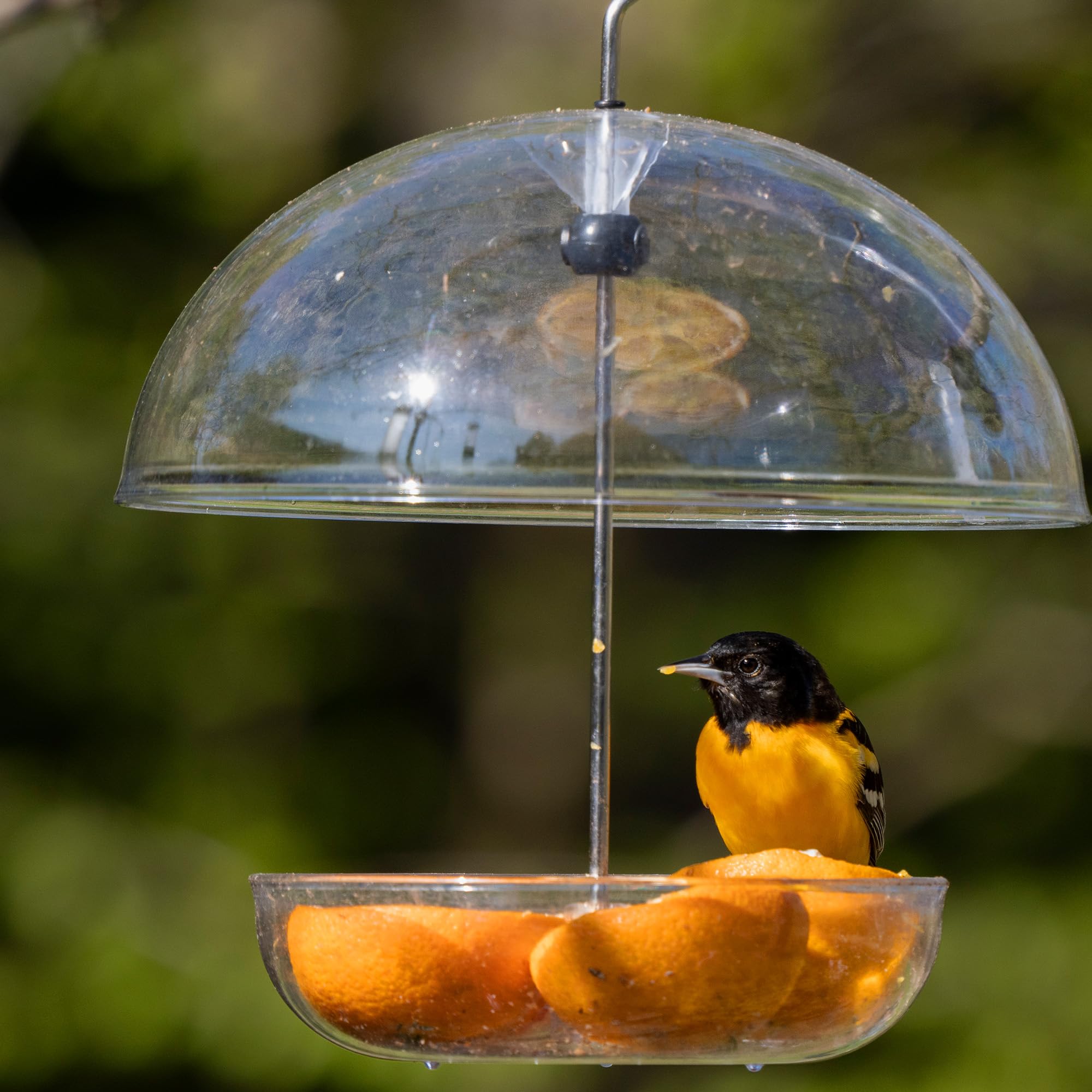 Bluebird Feeder - Jacobi Jayne® Pearl Feeder Dome Bird Feeder for Small Birds - Bluebird Feeder for Mealworms - Platform Bird Feeder Dome Cover - Covered Mealworm Feeder attracts Blue Birds