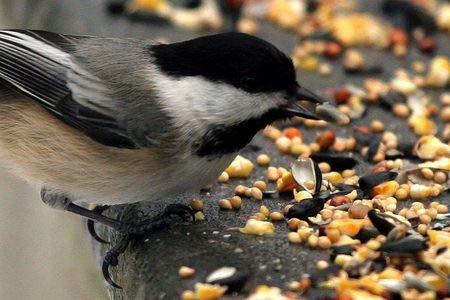 Backyard Seeds Classic Berry Blend Sunflower Bird Seed Mix in Bucket 15 Pounds