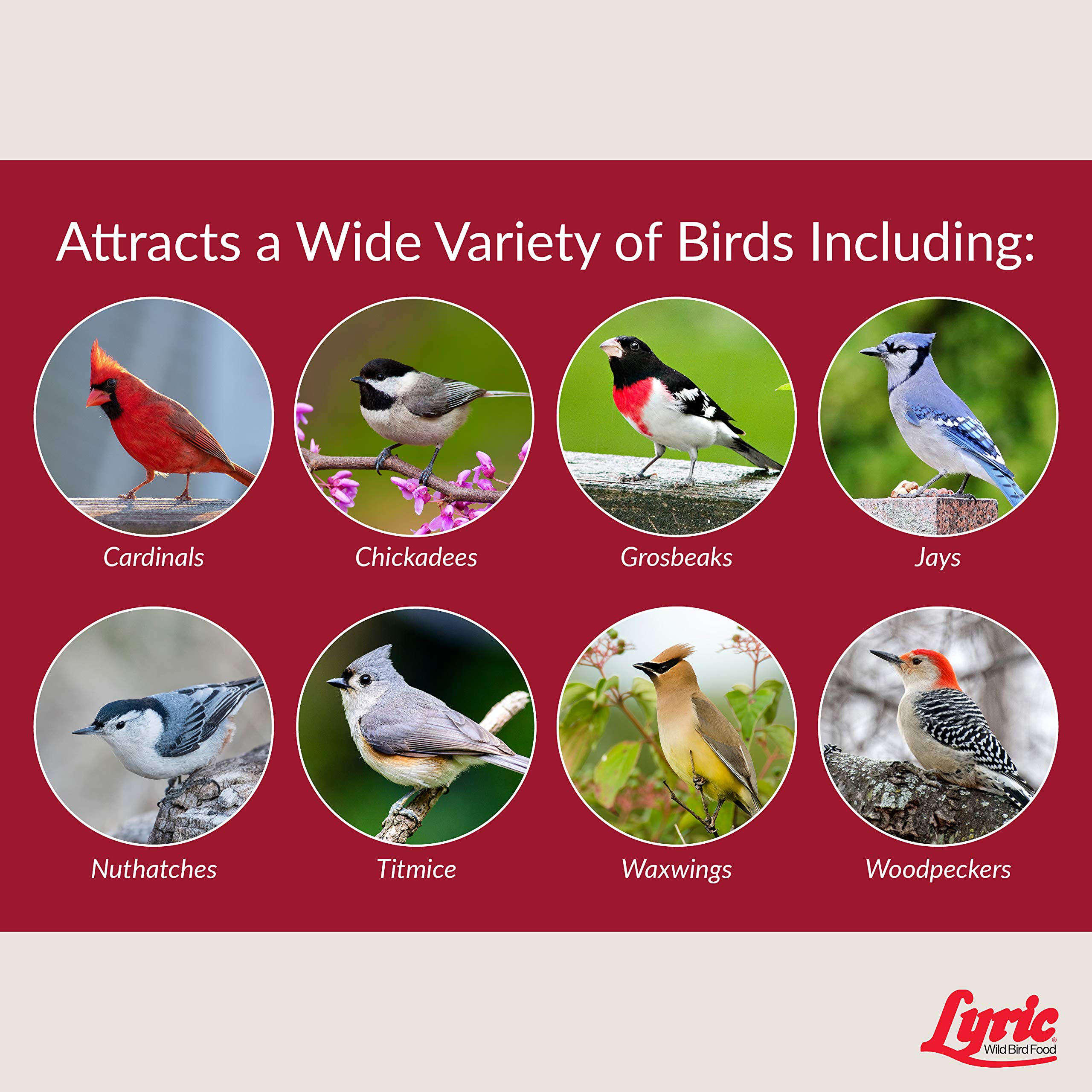 Lyric Fruit and Nut Wild Bird Seed - High Energy Wild Bird Food Mix - Attracts Woodpeckers, Chickadees & Other Songbirds - 5 lb bag