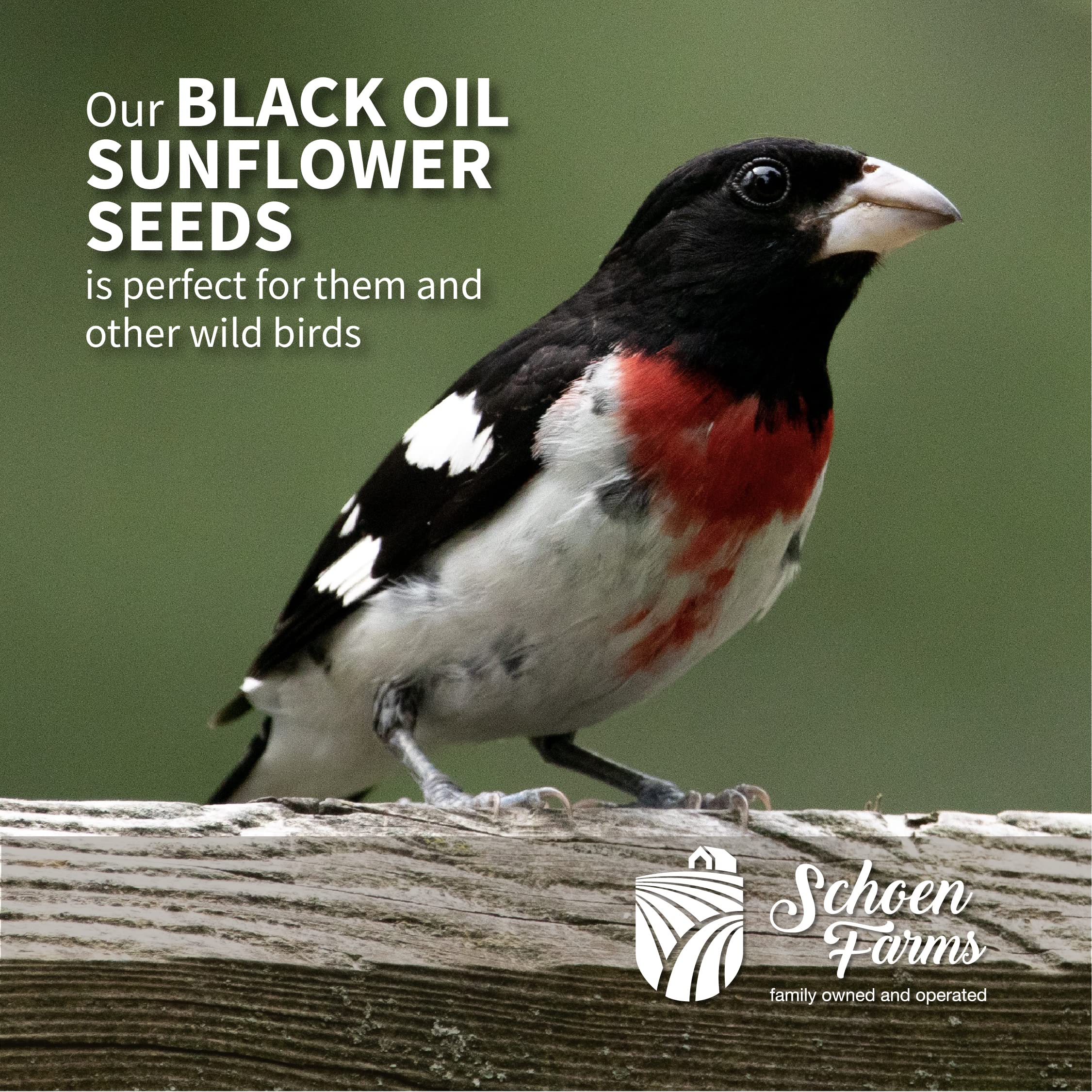 Schoen Farms Black Oil Sunflower Seeds for Birds (6 LBS)