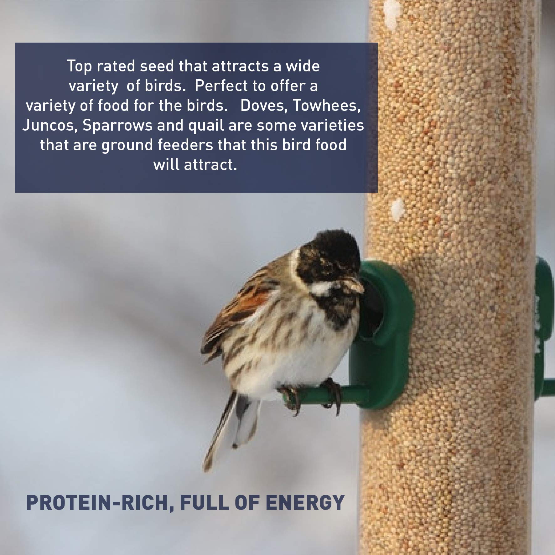 EasyGo Product White Millet Wild Bird Food β 50 lb
