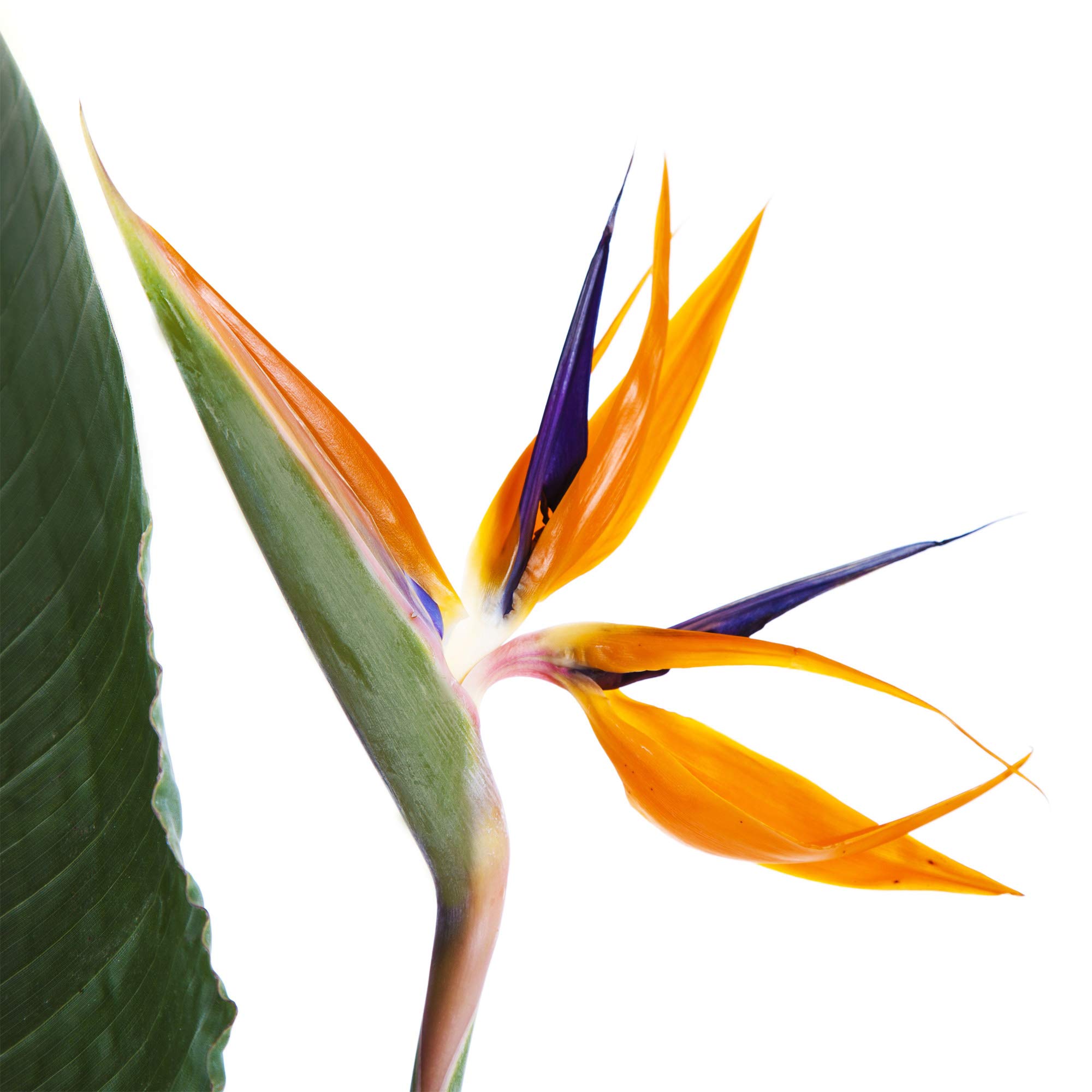 Outsidepride Bird of Paradise Plant Flower Seed - 15 Seeds