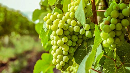 50+ Grape Seeds Vine Fruit Seed Fruit Plant Home Garden Non-GMO