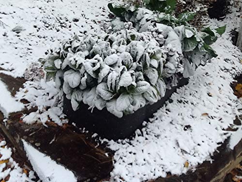 3 ft X 6 ft Victory 8 EZ-GRO Med Rectangle Raised Garden Bed Just Right Size AeroFlow Proprietary Fabric Grow Your OWN