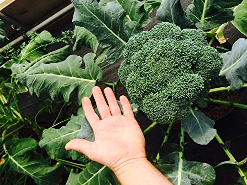 3 ft X 6 ft Victory 8 EZ-GRO Med Rectangle Raised Garden Bed Just Right Size AeroFlow Proprietary Fabric Grow Your OWN