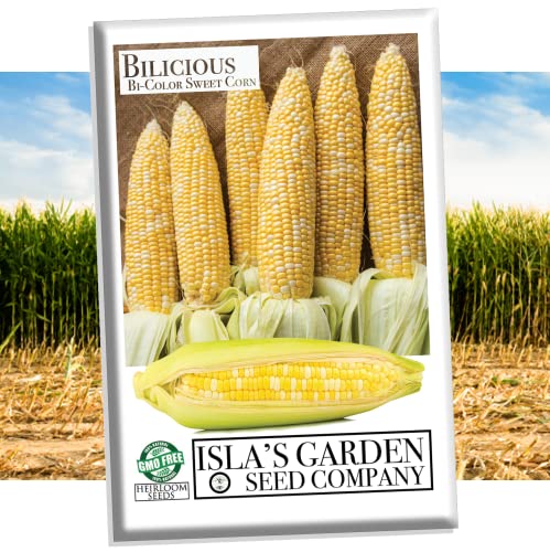 Bi-Color "Bilicious" Sweet Corn Seeds for Planting, 50+ Heirloom Seeds Per Packet, (Isla's Garden Seeds), Non GMO Seeds, Botanical Name: Zea Mays, Great Home Garden Gift