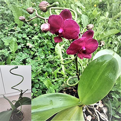 Stem Plant Support Stakes – 16 inches 3X Single Stem Flower Stakes and 3X Spiral Support for Climbing Plants Garden Stakes and Support for Potted Plants Rose Orchid Lily Dahlia Clematis Ipomoea