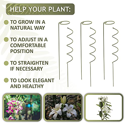 Stem Plant Support Stakes – 16 inches 3X Single Stem Flower Stakes and 3X Spiral Support for Climbing Plants Garden Stakes and Support for Potted Plants Rose Orchid Lily Dahlia Clematis Ipomoea