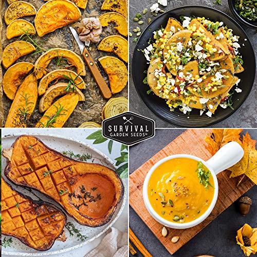 Survival Garden Seeds - Butternut Squash Seed for Planting - Packet with Instructions to Plant and Grow Winter Squash Plants in Your Home Vegetable Garden - Non-GMO Heirloom Variety - 1 Pack