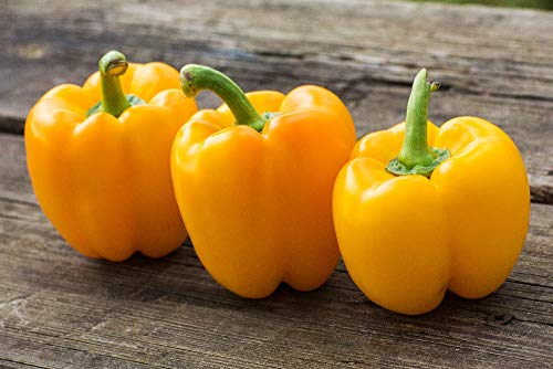 Golden California Wonder Sweet Bell Pepper Seeds, 50+ Heirloom Seeds Per Packet, (Isla's Garden Seeds), Non GMO Seeds, Botanical Name: Capsicum annuum, Great Home Garden Gift