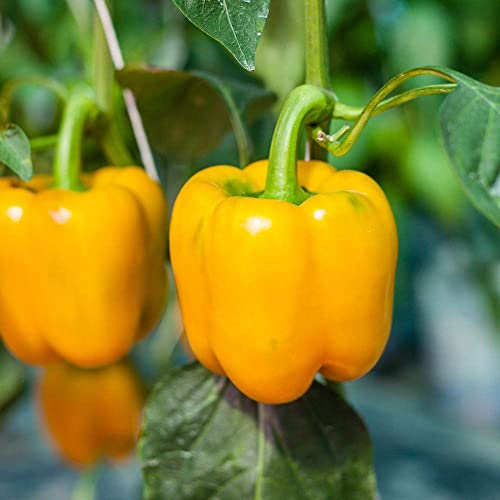 Golden California Wonder Sweet Bell Pepper Seeds, 50+ Heirloom Seeds Per Packet, (Isla's Garden Seeds), Non GMO Seeds, Botanical Name: Capsicum annuum, Great Home Garden Gift