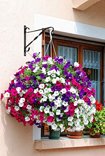 Amagabeli Hanging Plants Bracket 10'' Wall Planter Hooks Hangers Flower Pot Bird Feeder Wind Chime Lanterns Patio Lawn Garden for Shelf Shelves Fence Screw Mount against Door Arm Hardware
