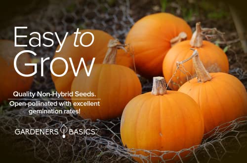 Mini Pumpkin Seeds for Planting (Jack Be Little) Small Heirloom, Non-GMO Vegetable Variety-5 Grams Seeds Great for Summer Pumpkin Gardens by Gardeners Basics