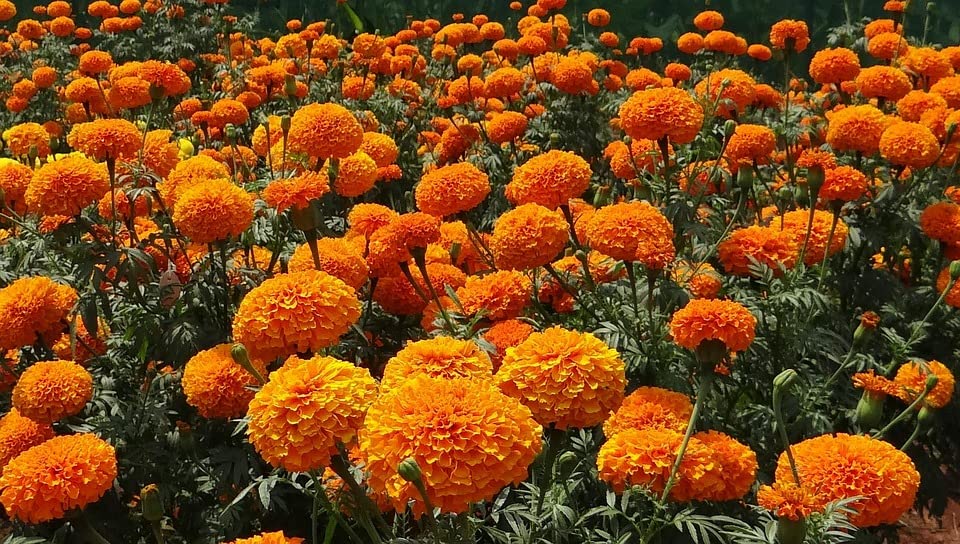 Black Duck Brand Set of 25 Cut Flower Seed Packets! Flower Seeds in Bulk - Great for Creating The Garden of Your Dreams! (25, Cut Flower Mix)