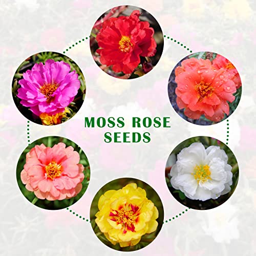 GARDENS 15000Pcs Mix Moss Rose Seeds Colorful Flowers Tropical Ground Cover Plant Seeds Planting Outside