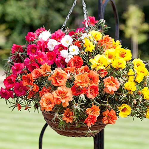 GARDENS 15000Pcs Mix Moss Rose Seeds Colorful Flowers Tropical Ground Cover Plant Seeds Planting Outside