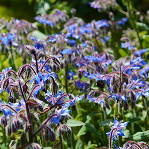 Outsidepride Borago Officinalis Borage Herb Garden Flowering Plants Great for Bee Pollination - 1 OZ