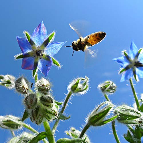 Outsidepride Borago Officinalis Borage Herb Garden Flowering Plants Great for Bee Pollination - 1 OZ