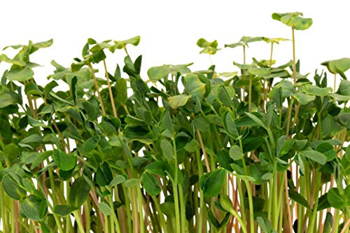 "Basic Salad Mix" Microgreens Seeds for Planting, 300+ Premium Heirloom Seeds, Indoor/Outdoor, (Isla's Garden Seeds), Non GMO, 85-90% Germination, Fun Home Garden Gift
