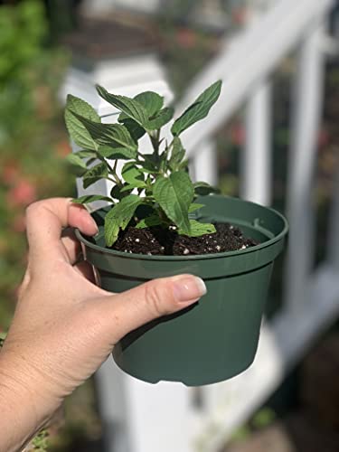 Bert's Garden Green Plastic 5" Starter Pots for Greenhouse Growing or Plant Starting, Also Called, Azalea Pots 10pk