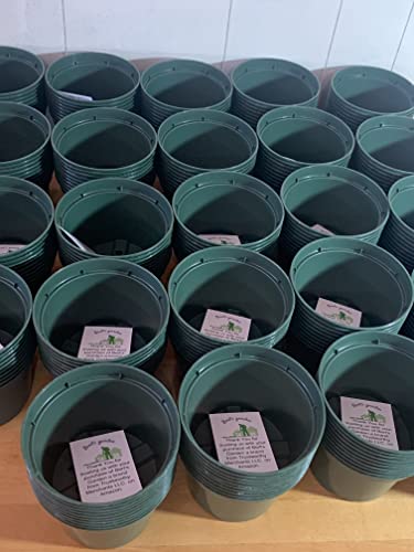 Bert's Garden Green Plastic 5" Starter Pots for Greenhouse Growing or Plant Starting, Also Called, Azalea Pots 10pk