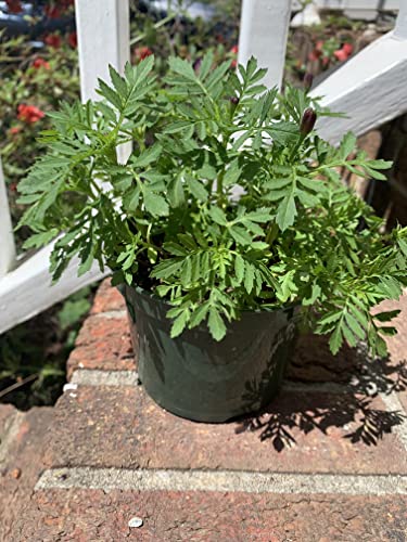 Bert's Garden Green Plastic 5" Starter Pots for Greenhouse Growing or Plant Starting, Also Called, Azalea Pots 10pk
