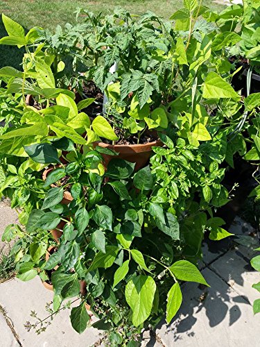 Large 64 Quart Stackable Planter 5-Pack - Grow More in Less Space - Plant Pots and Stack - DIY Vertical Gardening System - for Growing Veggies, Herbs, Garden Greens, Starwberries (Terracotta)