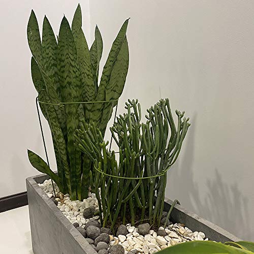 5-Pack Garden Plant Support Stake Green Plant Support Rings Support Hoop for Climbing Plant, Flowers ( 7.9" Wide x 11" High )