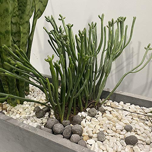 5-Pack Garden Plant Support Stake Green Plant Support Rings Support Hoop for Climbing Plant, Flowers ( 7.9" Wide x 11" High )