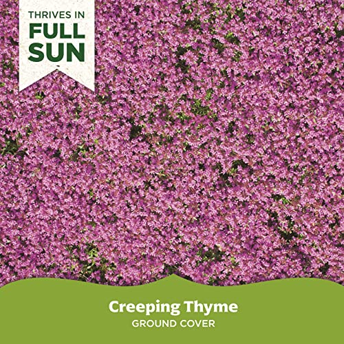 BloomingBulb Seed Mat - Easy to Plant and Grow Garden Seeds - Creates Fragrant, Vibrant Flower Garden β Customizable Flower Beds- Creeping Thyme Ground Cover