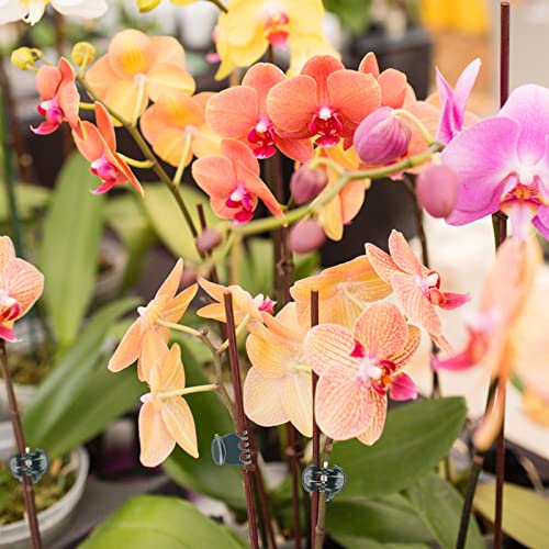 KINGLAKE Orchid Clips,Plant Support Clips,Garden Flower Vine Clips,100 Pcs Garden Cymbidium Clips to Keep Stems Vines Grow Upright,Dark Green