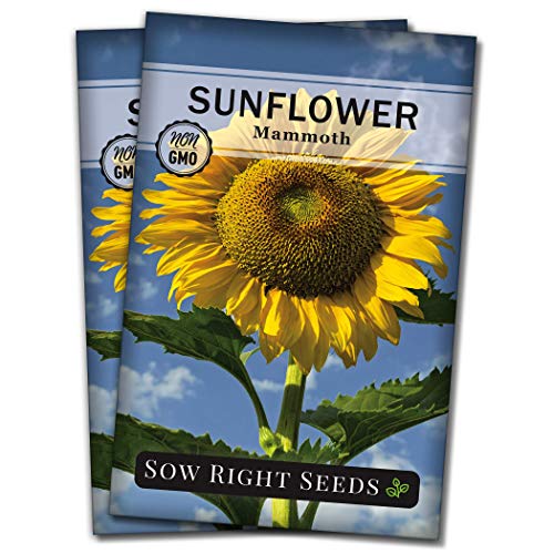 Sow Right Seeds - Mammoth Sunflower Seeds to Plant and Grow Giant Sunflowers in Your Garden.; Non-GMO Heirloom Seeds; Full Instructions for Planting; Wonderful Gardening Gifts (2)