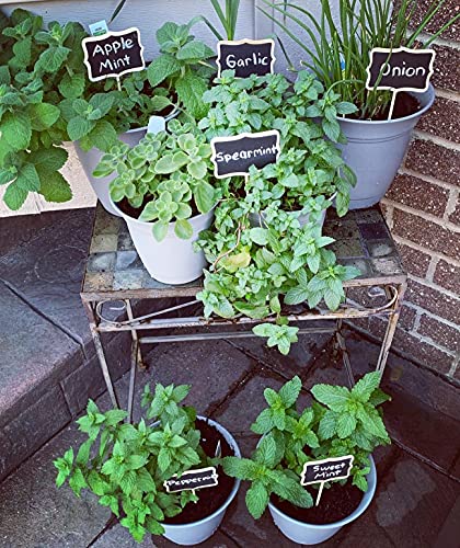 KINGLAKE 20 Pcs Wood Chalkboard Plant Tag, Wooden Stakes Plant Labels Blackboard Garden Tags