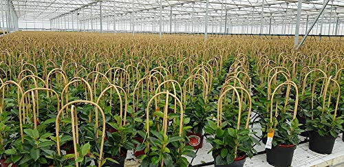 10-Packed In Carton, 18" Natural Bamboo U Trellis Support For Climbing Plants, U Hoop Trellis Perfect For Potted Plant Growing
