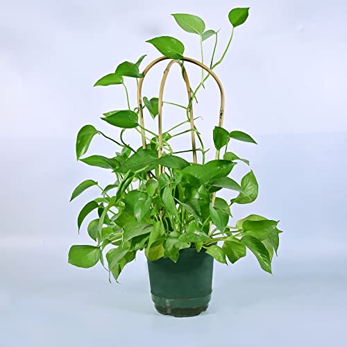 10-Packed In Carton, 18" Natural Bamboo U Trellis Support For Climbing Plants, U Hoop Trellis Perfect For Potted Plant Growing