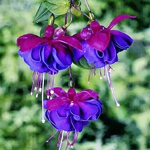 QAUZUY GARDEN 100 Fresh Seeds Double Blue Petals Fuchsia Seeds Perennial Potted Hanging Flowers for Home Plant Bonsai Easy to Grow Attract Hummingbirds