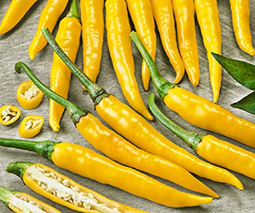 David's Garden Seeds Pepper Cayenne Golden FBA-00081 (Yellow) 25 Non-GMO, Heirloom Seeds