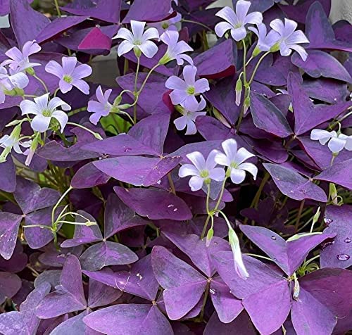 16 Bulbs - Purple Shamrocks Lucky Lovely Flowers Bulbs for Planting Oxalis Triangularis 002